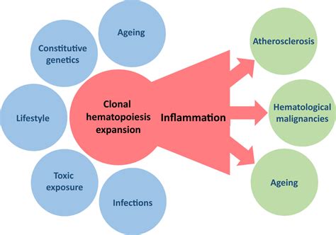 Evolution Of Clonal Hematopoiesis Of Indeterminate Potential Chip Download Scientific