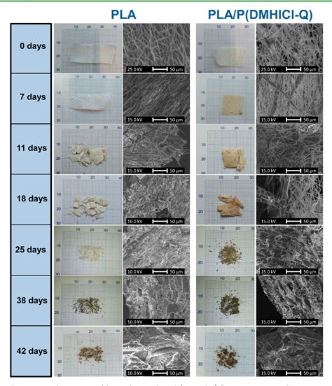 Figure 4 From Electrospun Polylactic Acid Based Fibers Loaded With Multifunctional Antibacterial