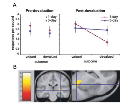 The Main Behavioral And Neuroimaging Results Reported By Tricomi Et Al
