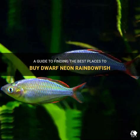 A Guide To Finding The Best Places To Buy Dwarf Neon Rainbowfish Petshun