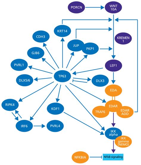 Ectodermal Dysplasias — Knowledge Hub