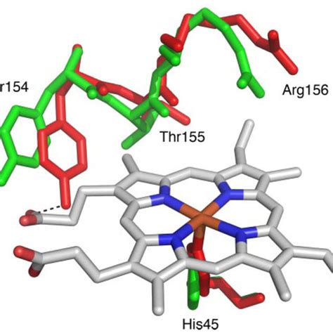Movement Of The Distal Histidine In Apoho 2 Compared With The Distal