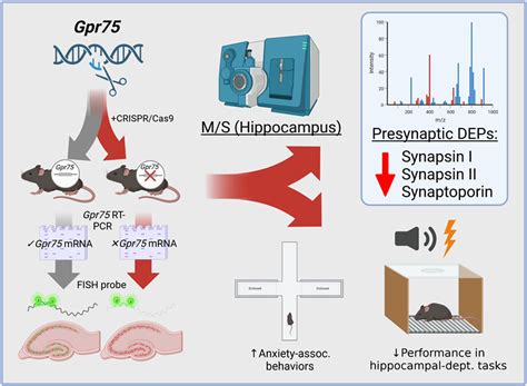 Mice Deficient For G‐protein‐coupled Receptor 75 Display Altered Presynaptic Structural Protein