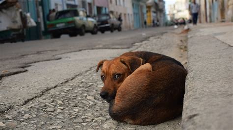 Милиони кучета са изоставяни в приюти или на улицата всяка година