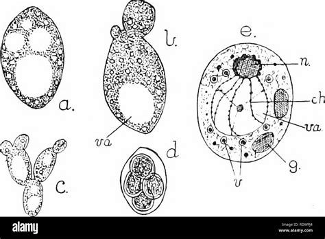 Saccharomyces Labeled Diagram