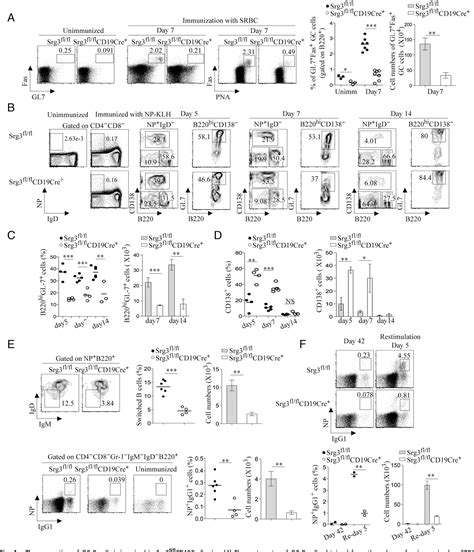 Figure 1 From The Swi Snf Chromatin Remodeling Complex Regulates Germinal Center Formation By