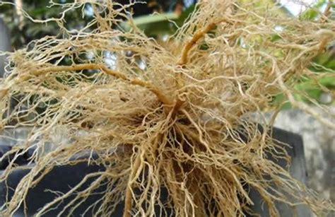 Roots Grow Out Of Womans Privates