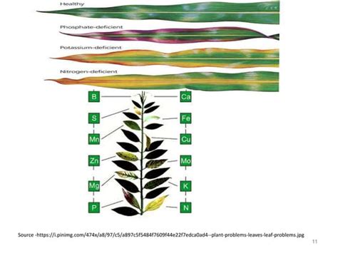 Recent Dignostic Techniques And Ameliorative Measures Of Nutrients