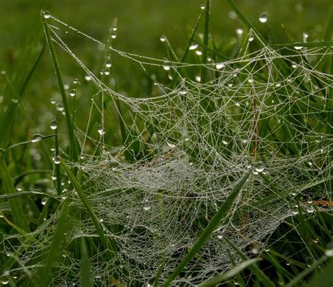 Dew Grass Nature Free Photo On Pixabay Pixabay Dew Grass Nature Free Photo On Pixabay Pixabay