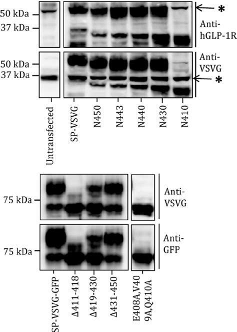 Effect Of The C Terminal Domain Mutations On Hglp 1r Protein