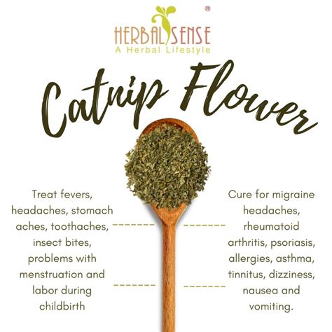 Catnip Flowers And Leaves Herbal Sense Life — A Herbal Lifestyle