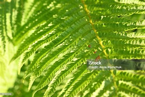 Grean 고사리 잎 잔디와 콘크리트 잔디 창살 회색 자연석으로 만든 사각형 타일의 배경 질감 도로의 콘크리트 가로 기하학적