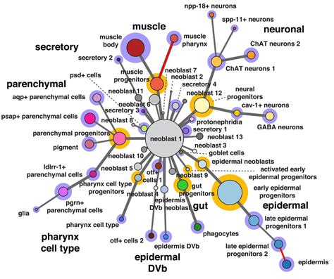 Genetics Are There Old Neuron Types In The Neocortex Biology