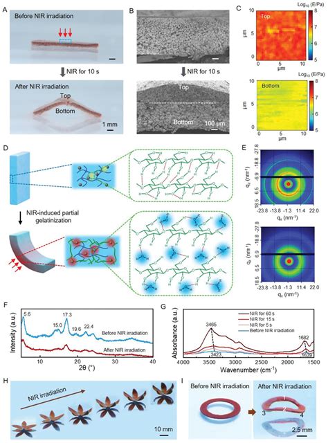 Programmed Shapemorphing Mechanism And Behaviors A Photograph Of Download Scientific Diagram