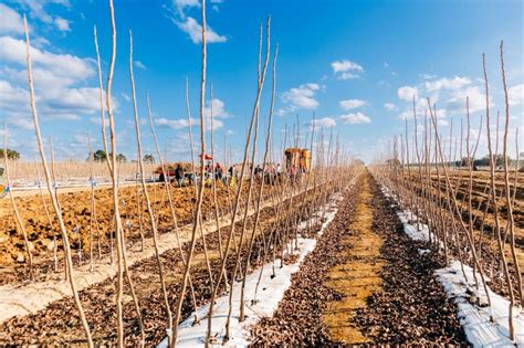 Gallery Pecan Trees For Sale Bareroot Container Highest Quality