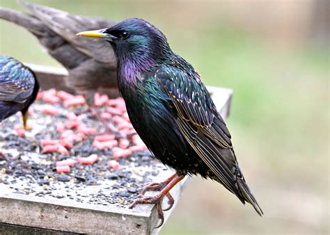 Starling British Wildlife Wiki Fandom Powered By Wikia