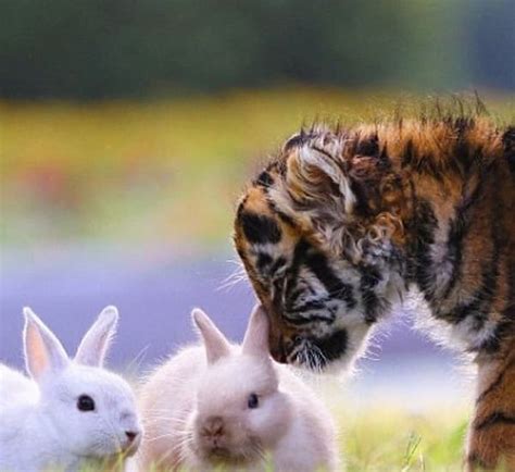 태어나서 난생 처음으로 하얀 토끼랑 친구 되고 싶었던 아기 호랑이가 보인 귀여운 반응 애니멀플래닛