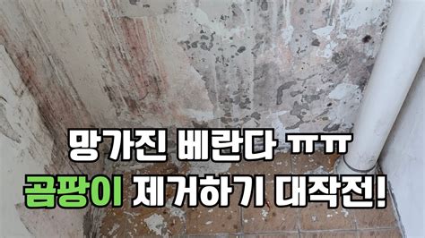 썩은 베란다 곰팡이 제거하기 대작전 🦠 규조토하임 효과 셀프인테리어 Youtube