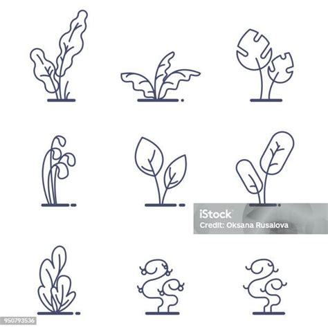 다른 숲 고 사리의 집합입니다 플랫 개요 벡터 일러스트입니다 화이트 격리입니다 0명에 대한 스톡 벡터 아트 및 기타 이미지 0명 개체 그룹 꽃 식물 Istock