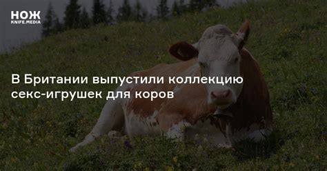 В Британии выпустили коллекцию секс игрушек для коров — Нож