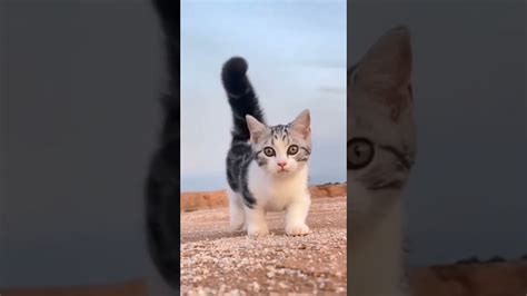 The Top 3 Most Cute Kittys Youtube