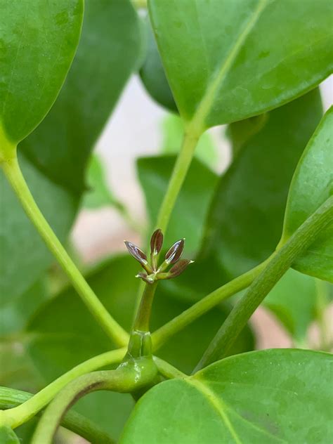 Surendar Ganesh Photography