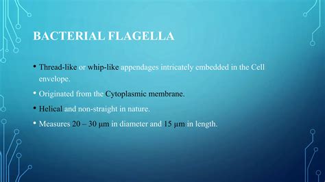 Surface Appendages Bacterial Flagella And Pilipptx