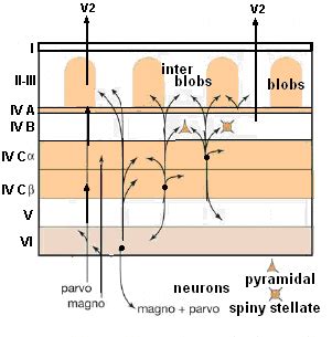 Visual Cortex Layers