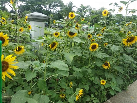 ကုန်းတလပေါင်း စံပြကျေးရွာ မင်္ဂလာဒုံမြို့နယ်