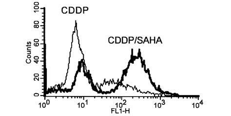 Enhancement Of Cddp Induced Apoptosis By Saha Hsc 3 Cells Were Treated