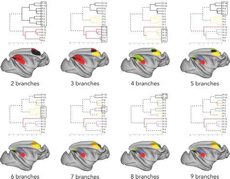 mapping multiple principles of parietal frontal cortical organization