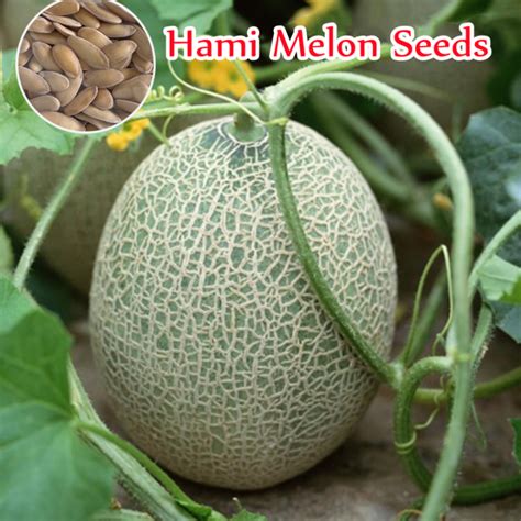 Fast Germination Singapore Ready Stock 100pcs Hami Melon Seeds For