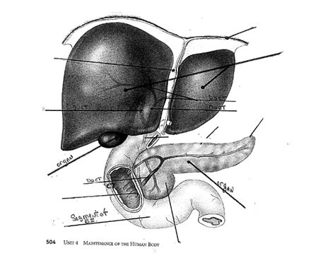 Liver Gallbladder And Duodenum Quiz