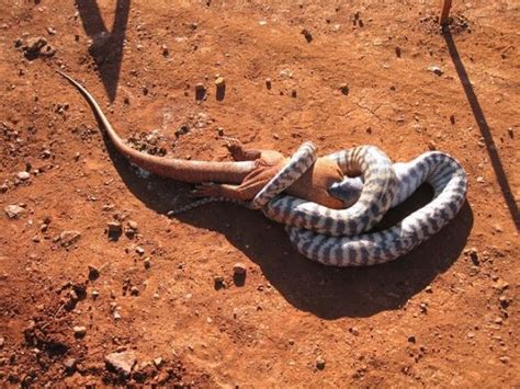 Snake Eats Giant Lizard 15 Pics Amazing Creatures
