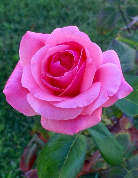 Pin On L U Nhanh In Beautiful Roses Beautiful Flowers Pretty Flowers