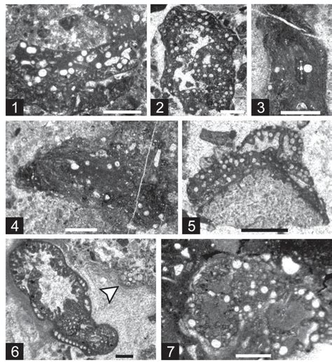 Late Jurassic To Early Cretaceous Microfossils Incorporating