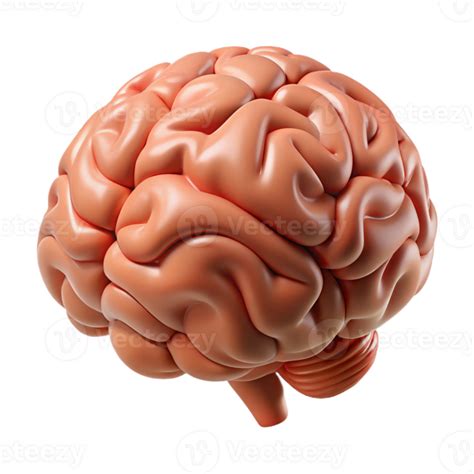 Stunning Artistic Human Brain Anatomical Model Detailed 59137788 Png