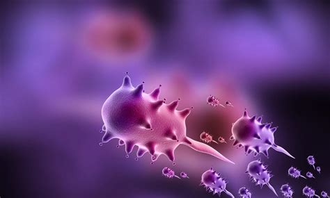 Streptozotocin Stz Induced Diabetic Model Dumaguete Info Classifieds