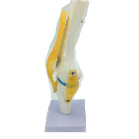 Buy Knee Joint Model Anatomical Medical Simulation Model Knee Joint Model With Ligaments Model