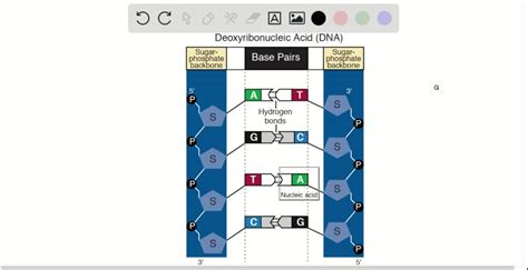Which Of The Following Sequences On A Dna Molecule Would Be Complementary To Gcttatat A