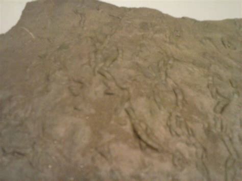 Worm Burrows Fossil Id The Fossil Forum