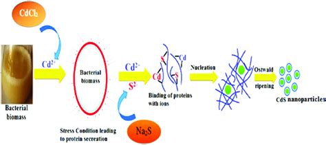 The Schematic Diagram For The Formation Of Cds Nanostructure Using