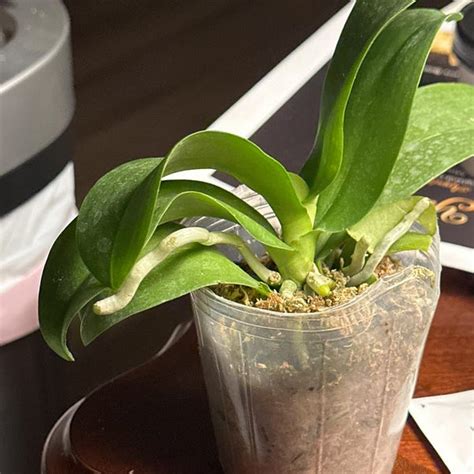 Fragrant Dendrobium Findlayanum V Oculatum X Sib 35 Pot Etsy