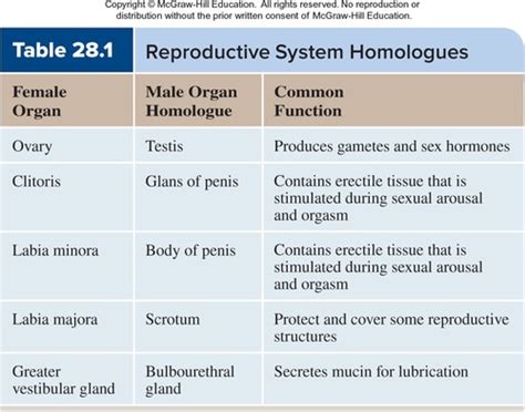 Chapter 28 Reproductive System Learning Objective Flashcards Quizlet