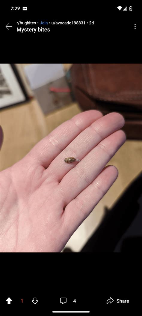 Dead Bed Bug Rbedbugs