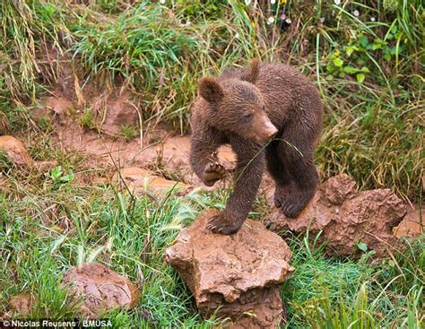Bear Ly Able To Stand Up Brown Cub Rolls Around Spanish National Park Without A Care In The