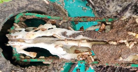 Termite Control Collaroy Termite Inspection And Termite Treatment