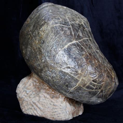Fossiles Nautiloid Madagaskar