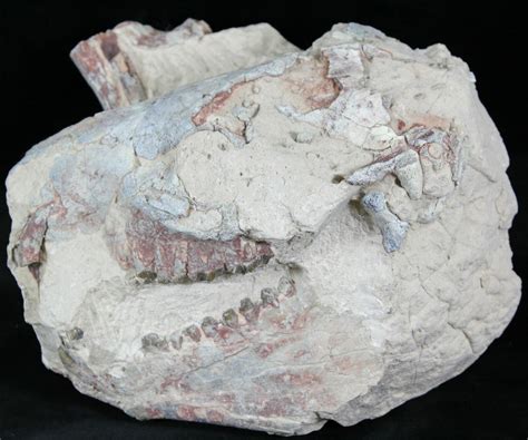 Oreodont Fossils For Sale