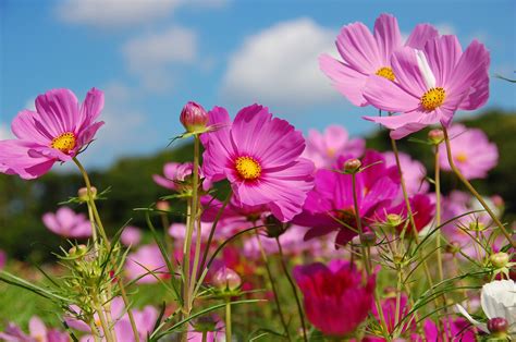 Обои космея на рабочий стол